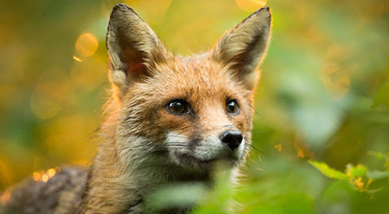 Red Fox - Bin3aiah Animals