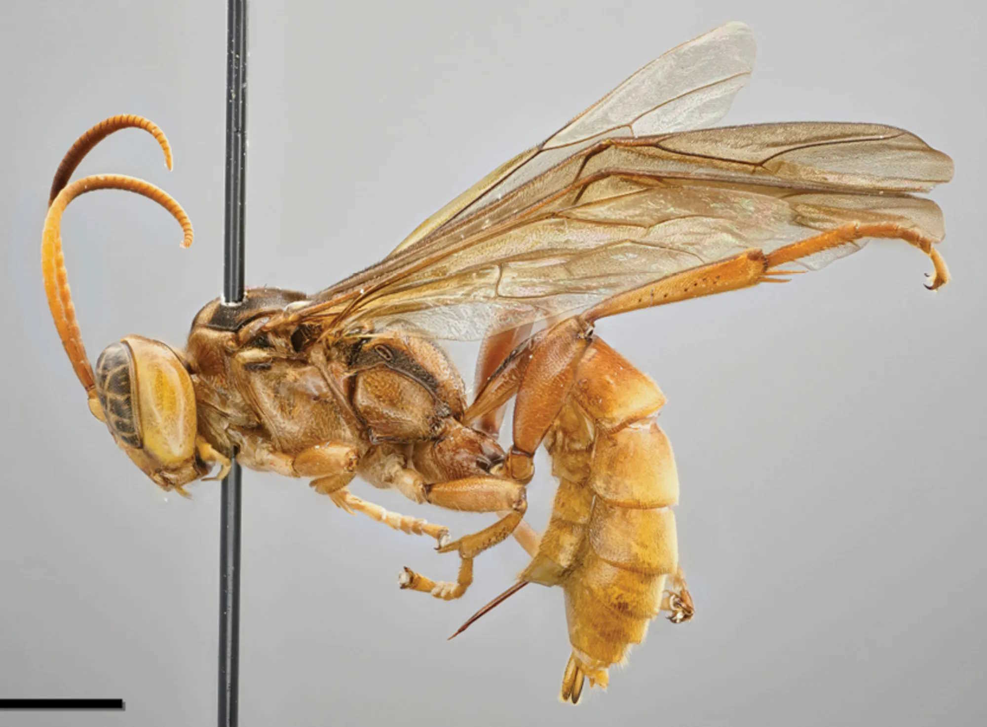 Vampire Wasp - Bin3aiah Animals