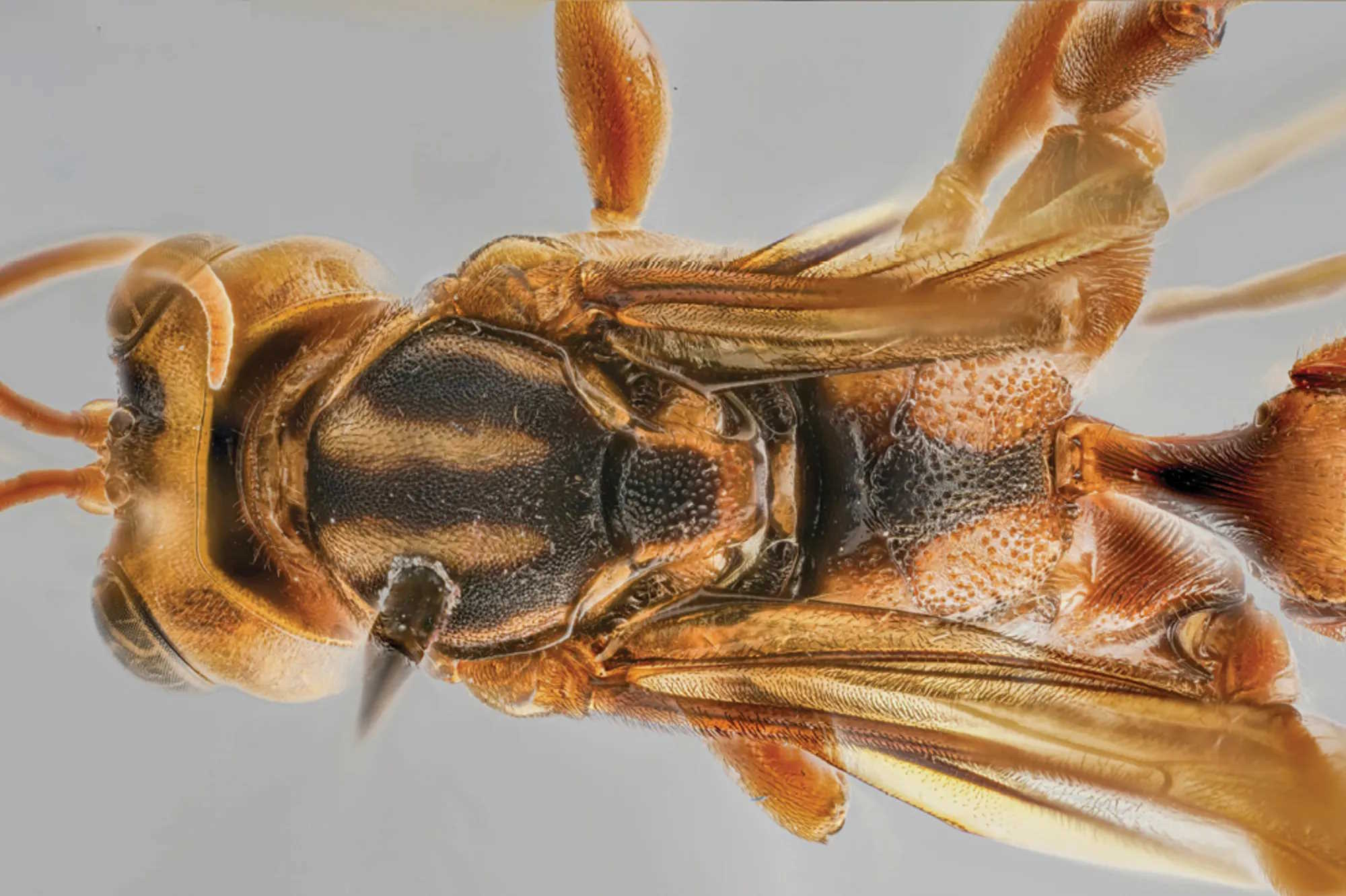 Vampire Wasp - Bin3aiah Animals